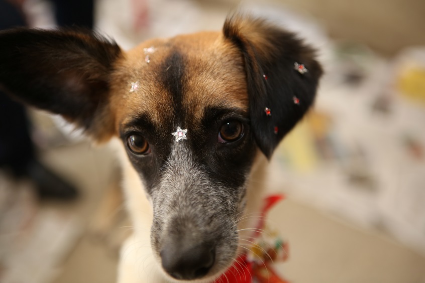 Arrastar animal amarrado em veículo pode dar até 6 anos e meio de ...